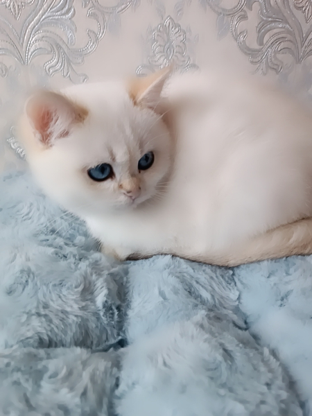 Британ good, chinchilla