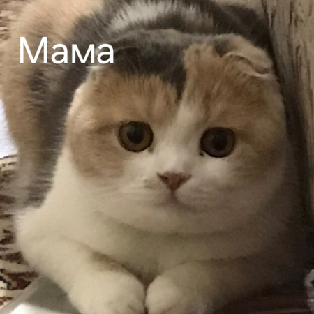Продается котенок скоттиш страйт