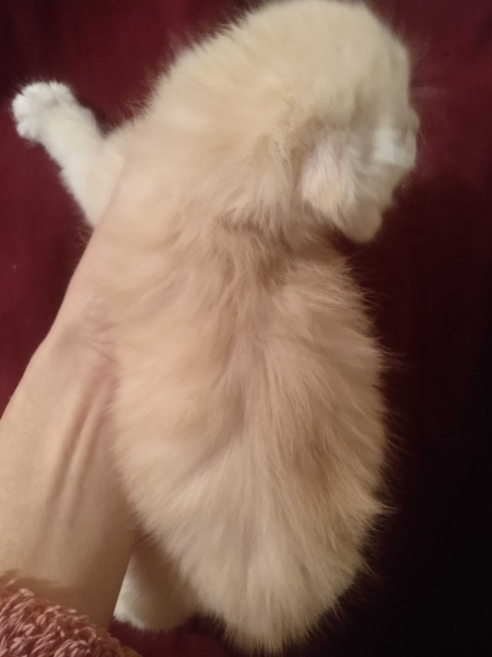 Продам вислоухого котенка.