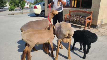 Ona bola qo‘ylar sotiladi