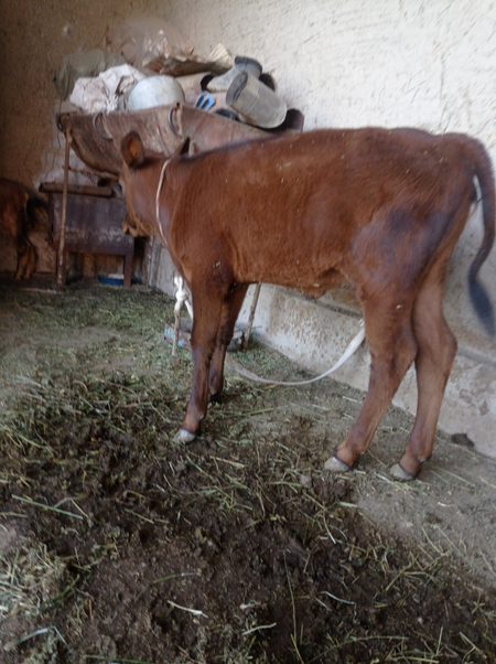 Toʻrtinchi qorin bolasi urgʻochi 7-8 ltr suti bor