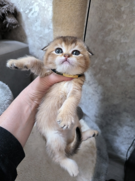 Котята от правильной вязки