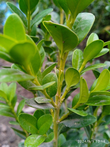Shamshod gullari (2 yillik)