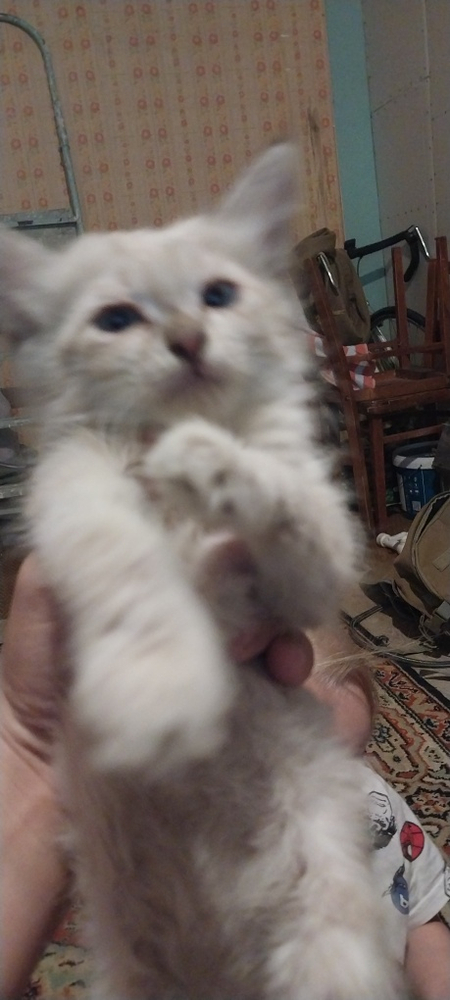 Отдам даром котят