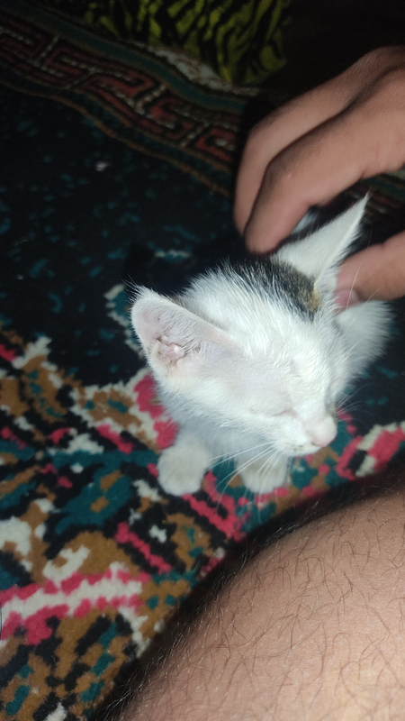 Котенок даром в хорошие руки