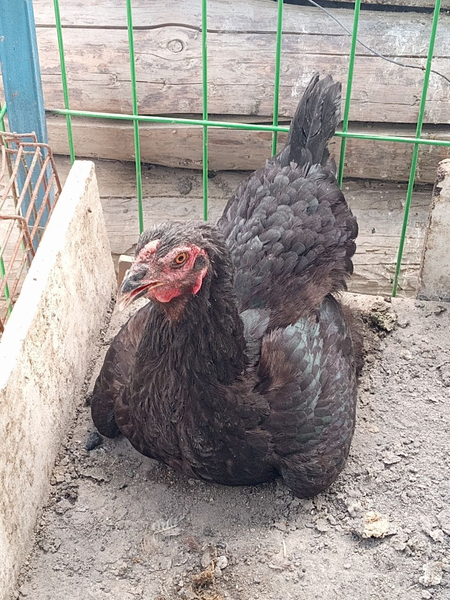 Tovuqlar va xòrozlar sotiladi