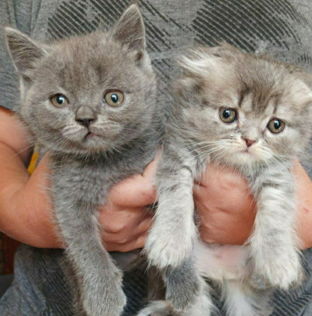 Чистокровные Шотландские котята Страйт