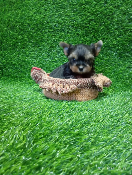 Клубные щенки йорка