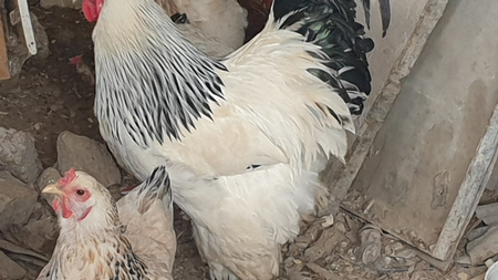 BRAMA tuxumlari bor
