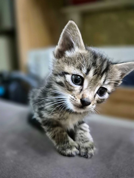 Отдам котят даром
