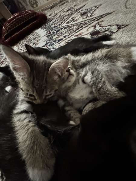 Котята и мама кошка