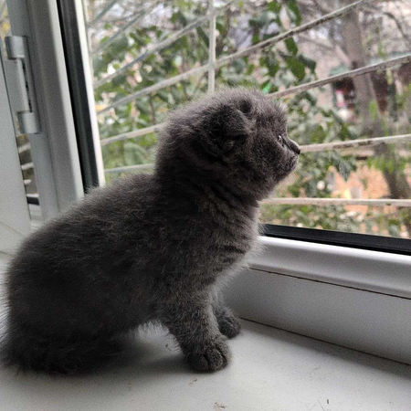 Продается котенок скоттиш фолд