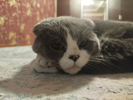 Вислоухий кот британец