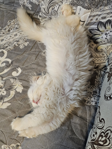 Вислоухий котёнок скотиш форд