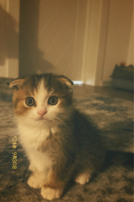 Mushukchalar sotiladi / котенки - Scottish fold va Scottish Strayt