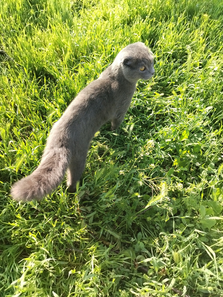 Scottish Fold uy mushugi