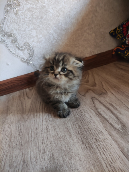 Шотландский Скоттиш фолд мальчик