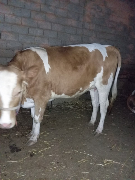 7 oylik homilador zotdor mol