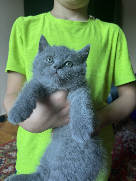 Вислоухий мальчик