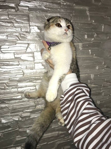 Продается шотландская вислоухая кошка