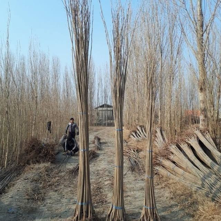 Ko'chatlar sotiladi