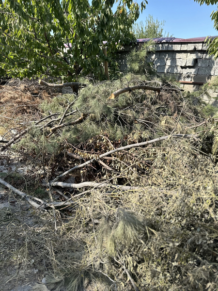 Utin mevali daraxtniki