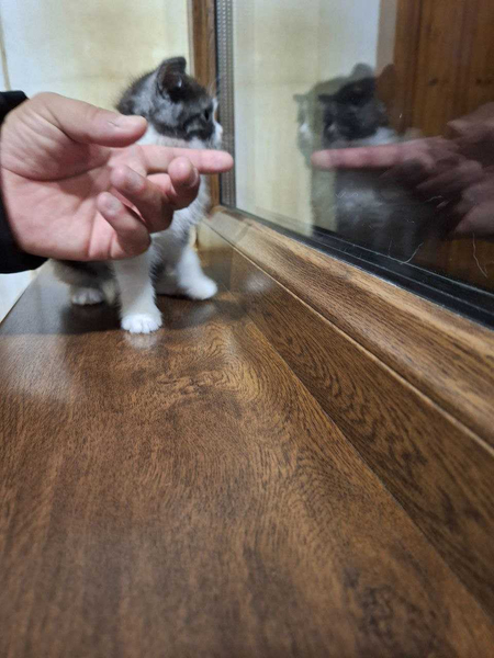 котята на продажу