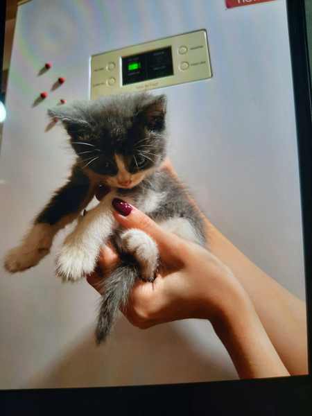 Срочно пристраиваются котята!