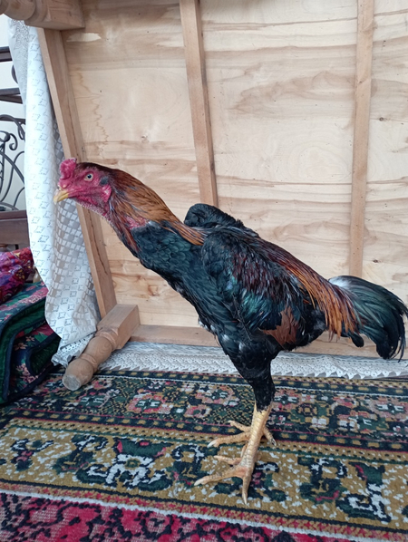 Kars bilan nems bolasi sotiladi
