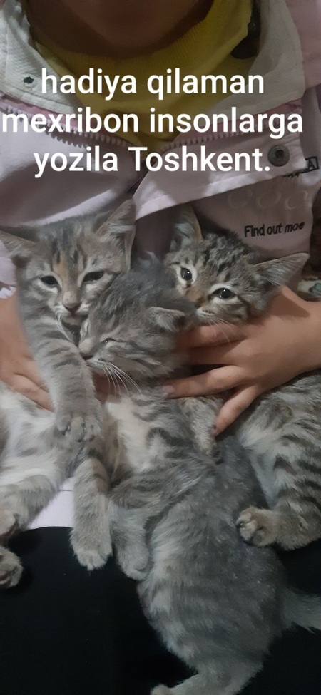 Oilaviy mushuklar bolalari aqilli