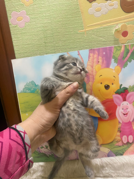 Продаю котят милых Фолл и страйт.