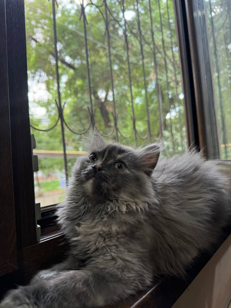 Котенок продается
