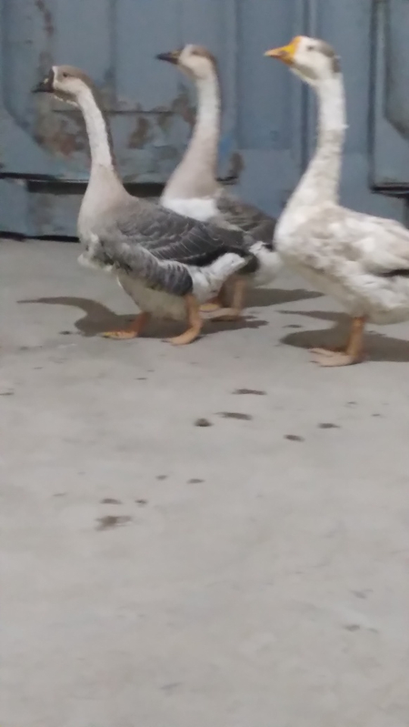 G'oz  3ta 1 erkak 2 ayol