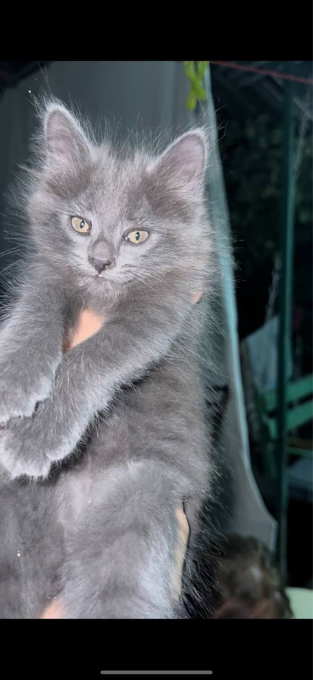 бесплатно отдадим харошим руке