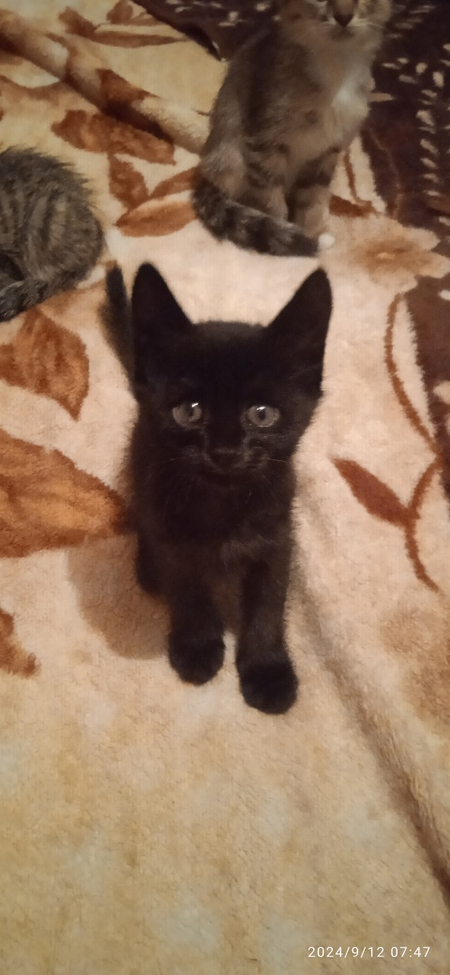 Бесплатно отдам котят в хорошие руки