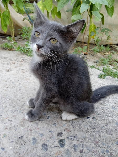 Котенок в хорошие руки