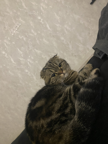 Котята скоттиш фолд+шиншилла