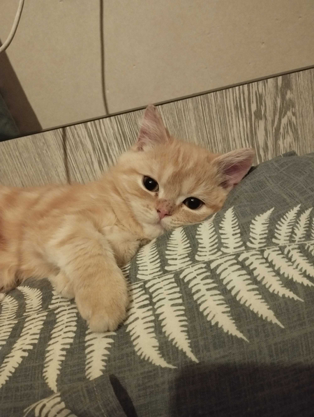 Котенок скоттиш страйт