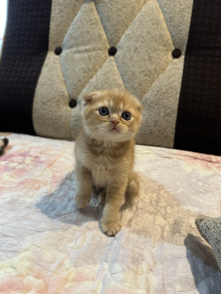 Шотланский веслоухий котенок