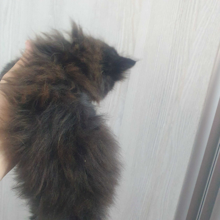 Хэйлонд страйт, 2 месяца