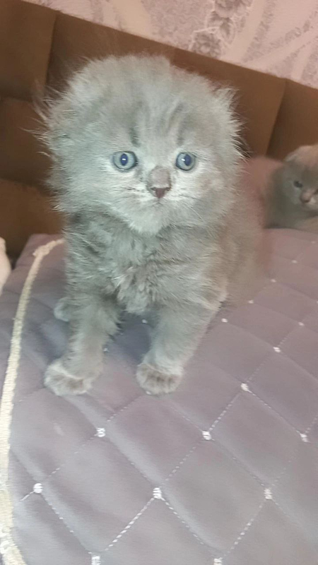 Продам котят фолды