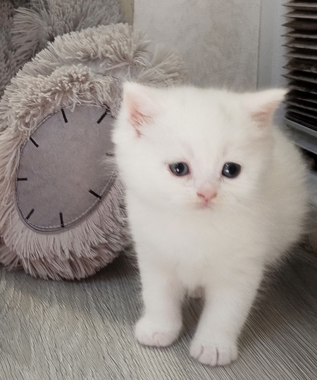 Продается Скотиш фолд котята