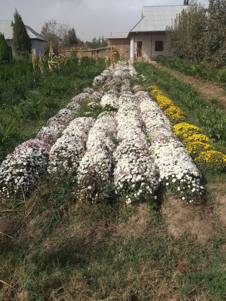 KASHTAN chinor sasna serin archa gullar va boshqa manzarali kuchatlar