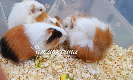 Морские свинки малыши