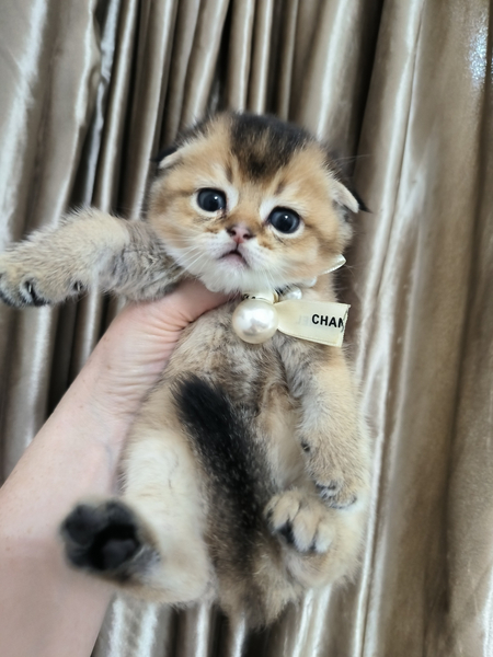 Котята от правильной вязки