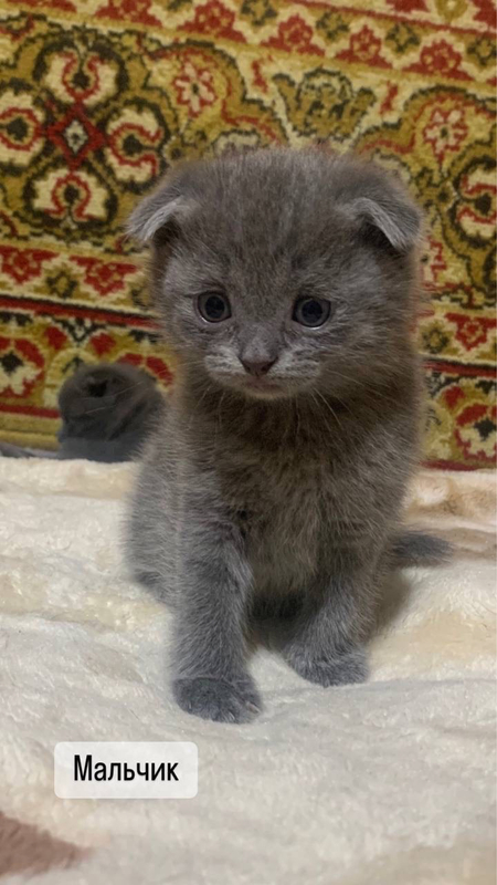 Милые котятя, от правильной вязки.