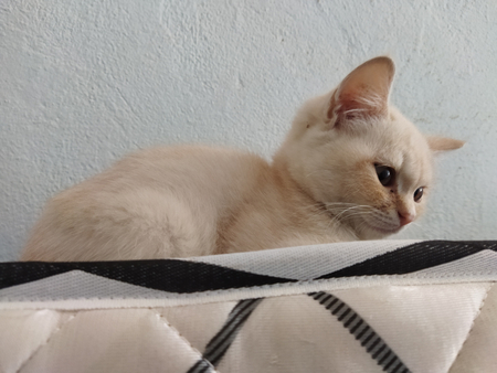 Продаётся котенок срочно