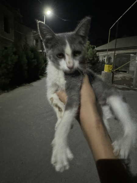 Mushuk sotiladi hali yosh 6 oylik
