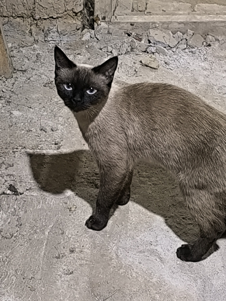 Биланийзиская глаткошорсная кошка