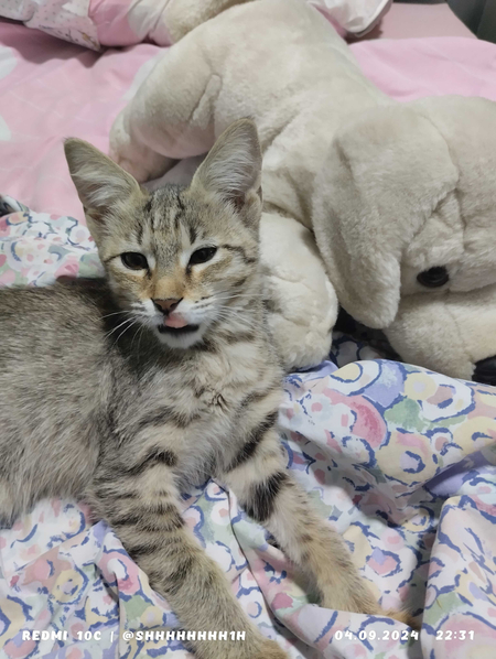 СроноОоО Котенок
